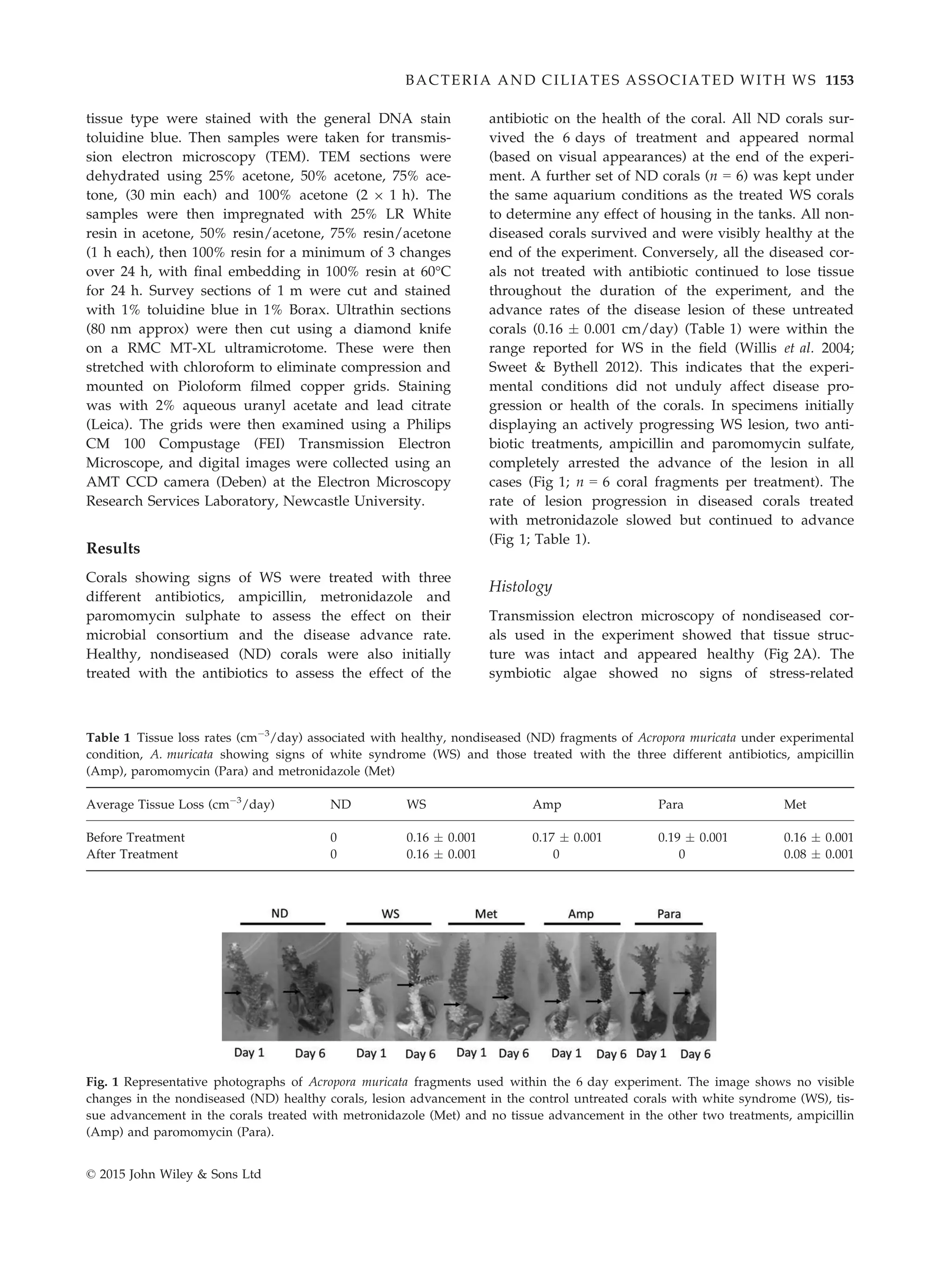 White band antibiotic treatment for corals | PDF