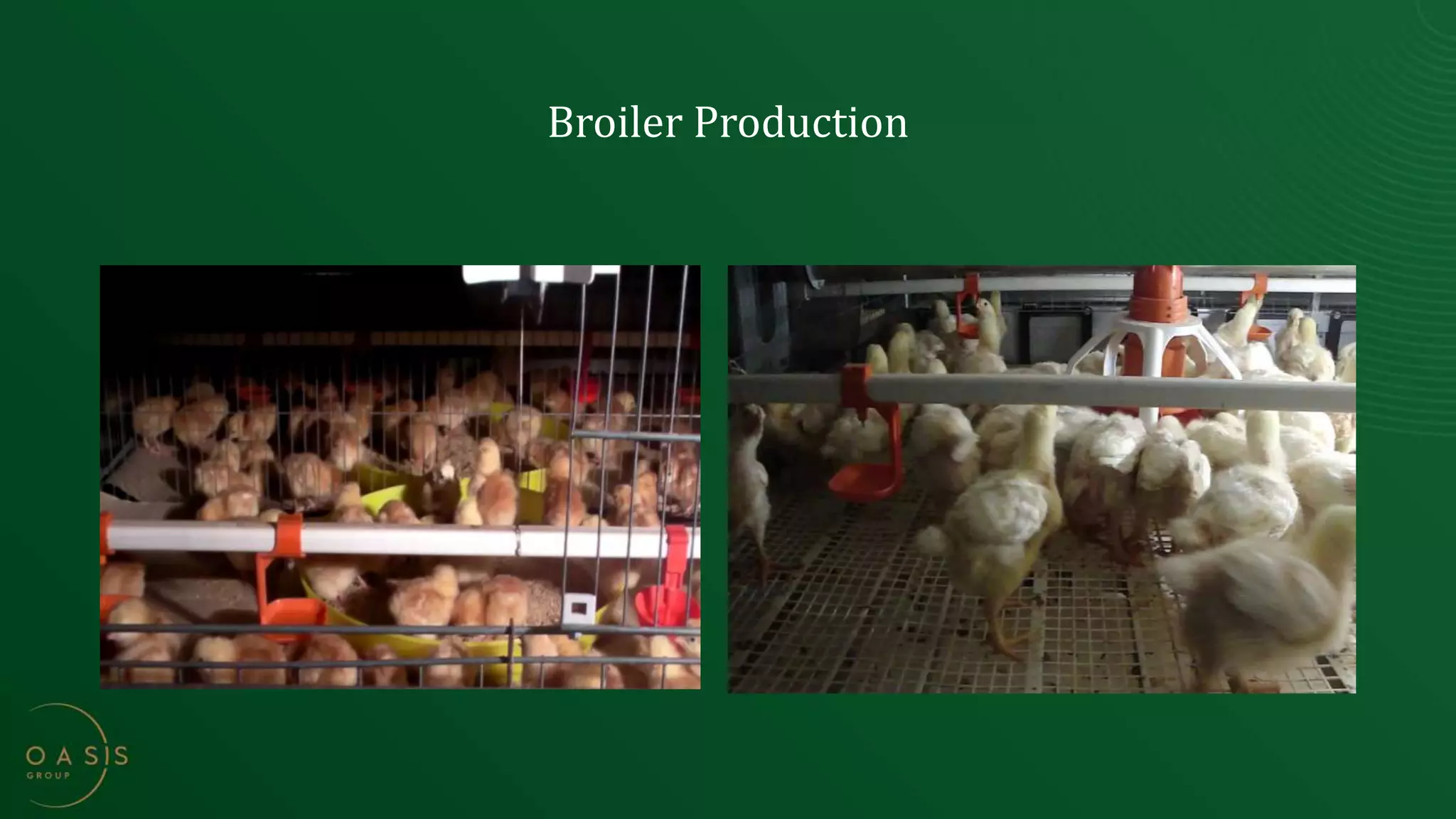 Processed Chicken Business Plan | PDF