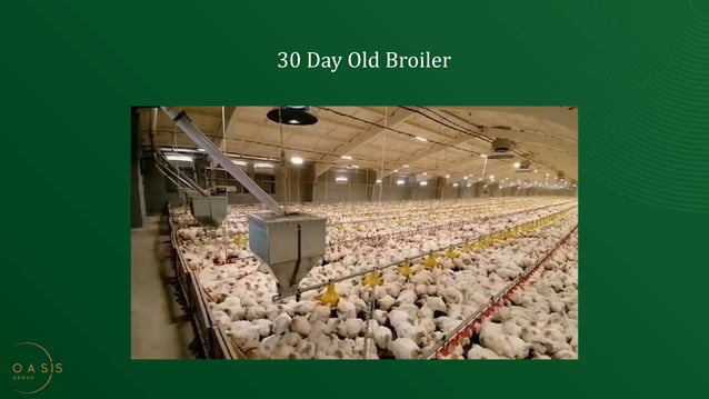 Processed Chicken Business Plan | PDF | Agriculture | Industries