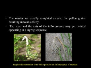 White blister of mustard | PPTX