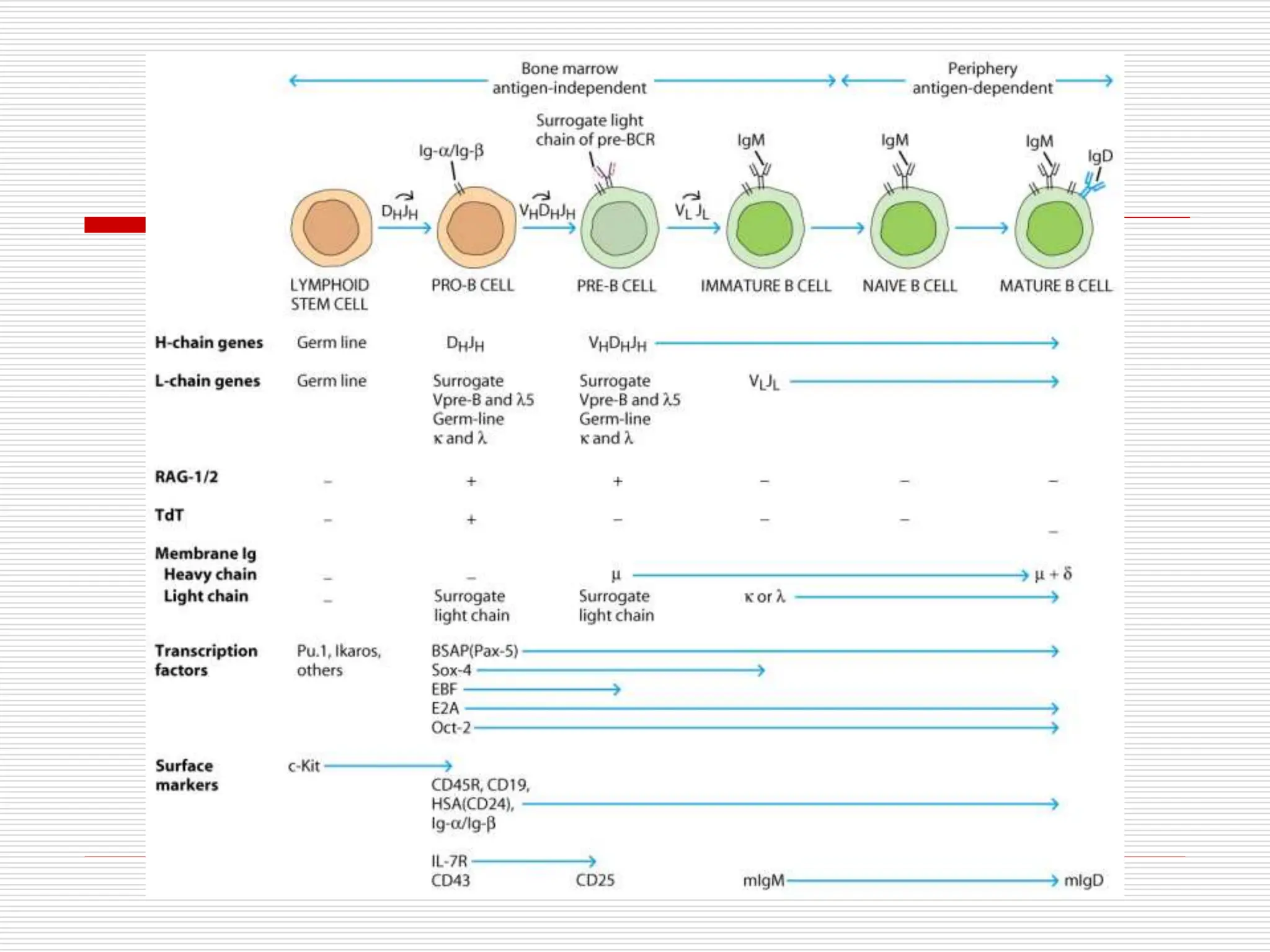 white blood cell.ppt general classification of lymphocytes | PPT ...