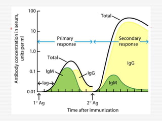 white blood cell.ppt general classification of lymphocytes | PPT