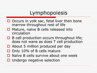 white blood cell.ppt general classification of lymphocytes | PPT