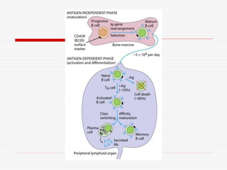 white blood cell.ppt general classification of lymphocytes | PPT