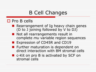 white blood cell.ppt general classification of lymphocytes | PPT