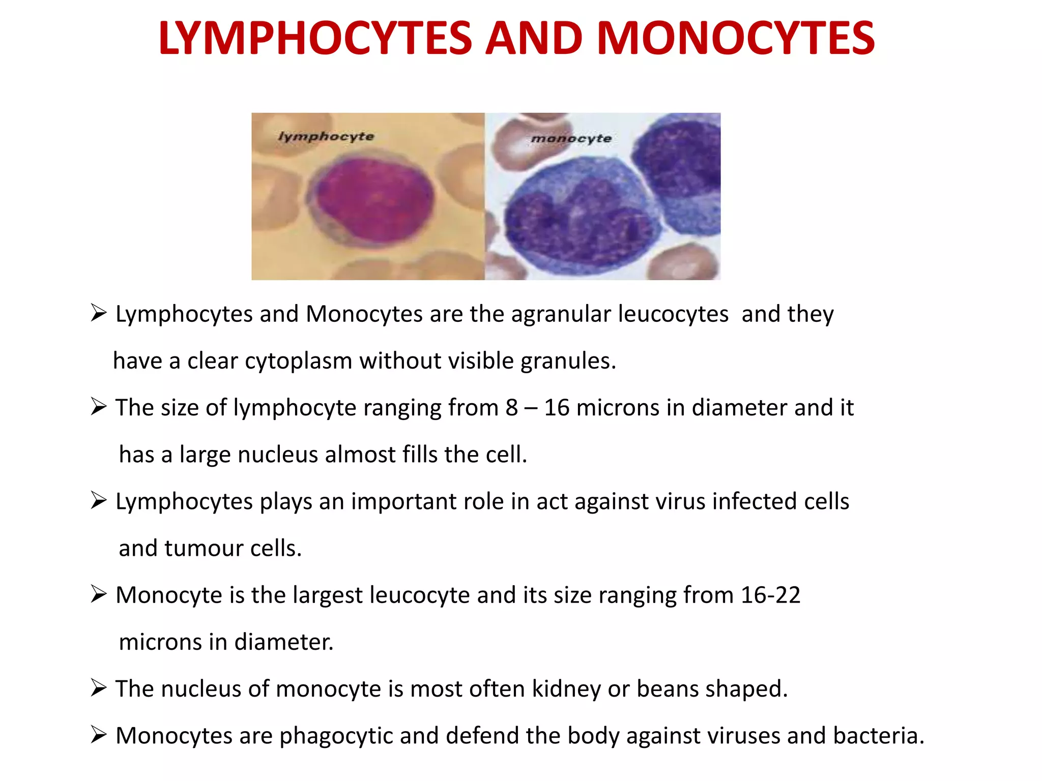 POWERPOINT PRESENTATION ON WHITE BLOOD CELLS | PPTX