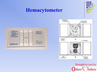 White blood cells | PPT