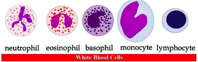 White blood cells. | PPT