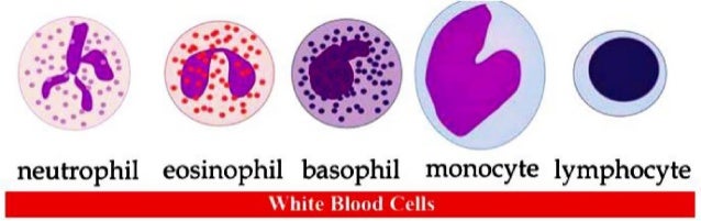 White blood cells.