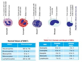 White blood cells | PPTX