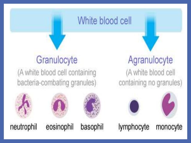 White blood cells & Immunity (The Guyton and Hall Physiology) | PPTX ...