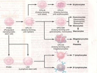 White blood cells & Immunity (The Guyton and Hall Physiology) | PPTX