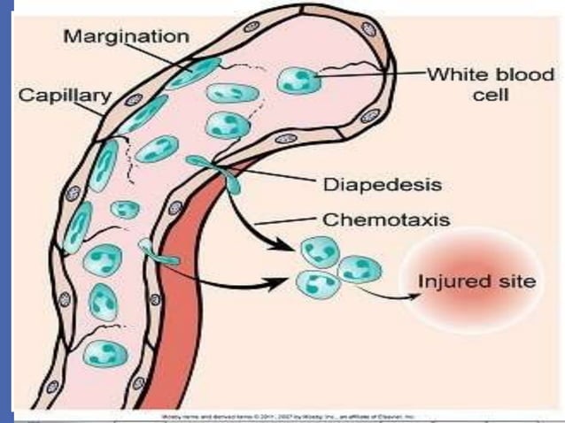 White blood cells & Immunity (The Guyton and Hall Physiology) | PPTX ...