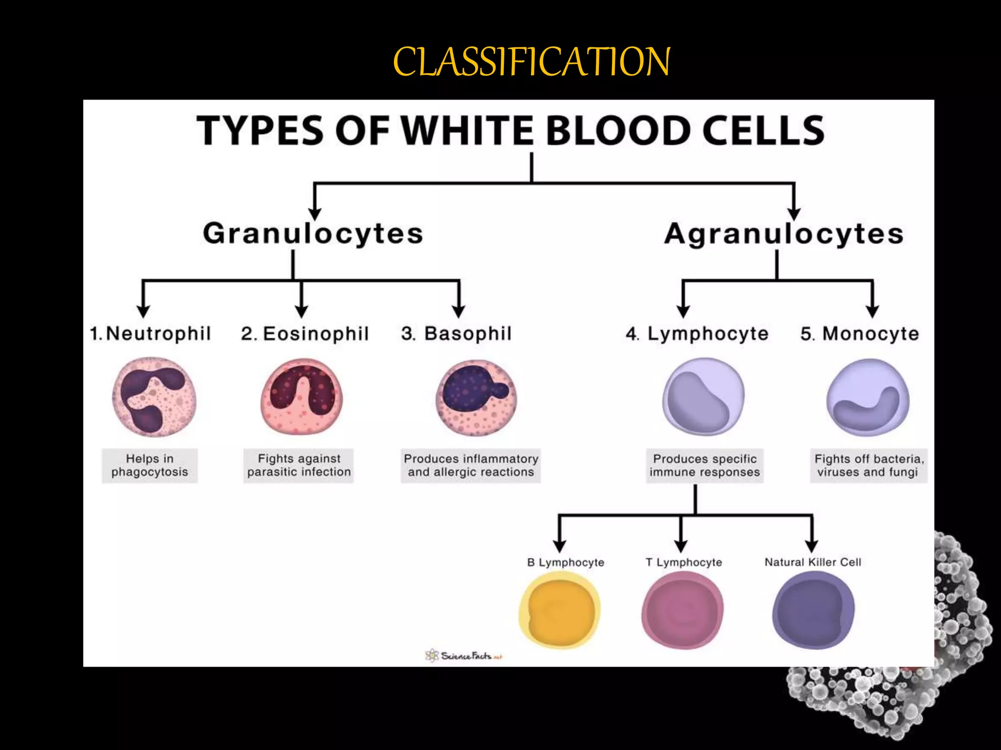 White blood cells - morphology, functions and variations | PPTX