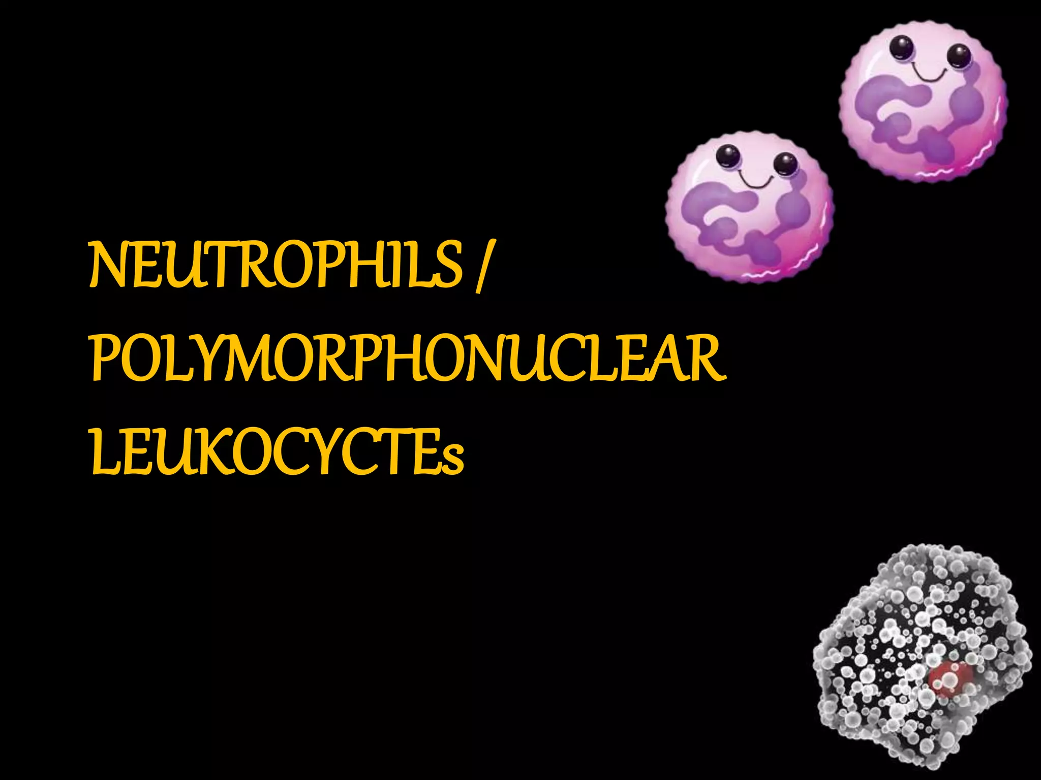 White blood cells - morphology, functions and variations | PPTX