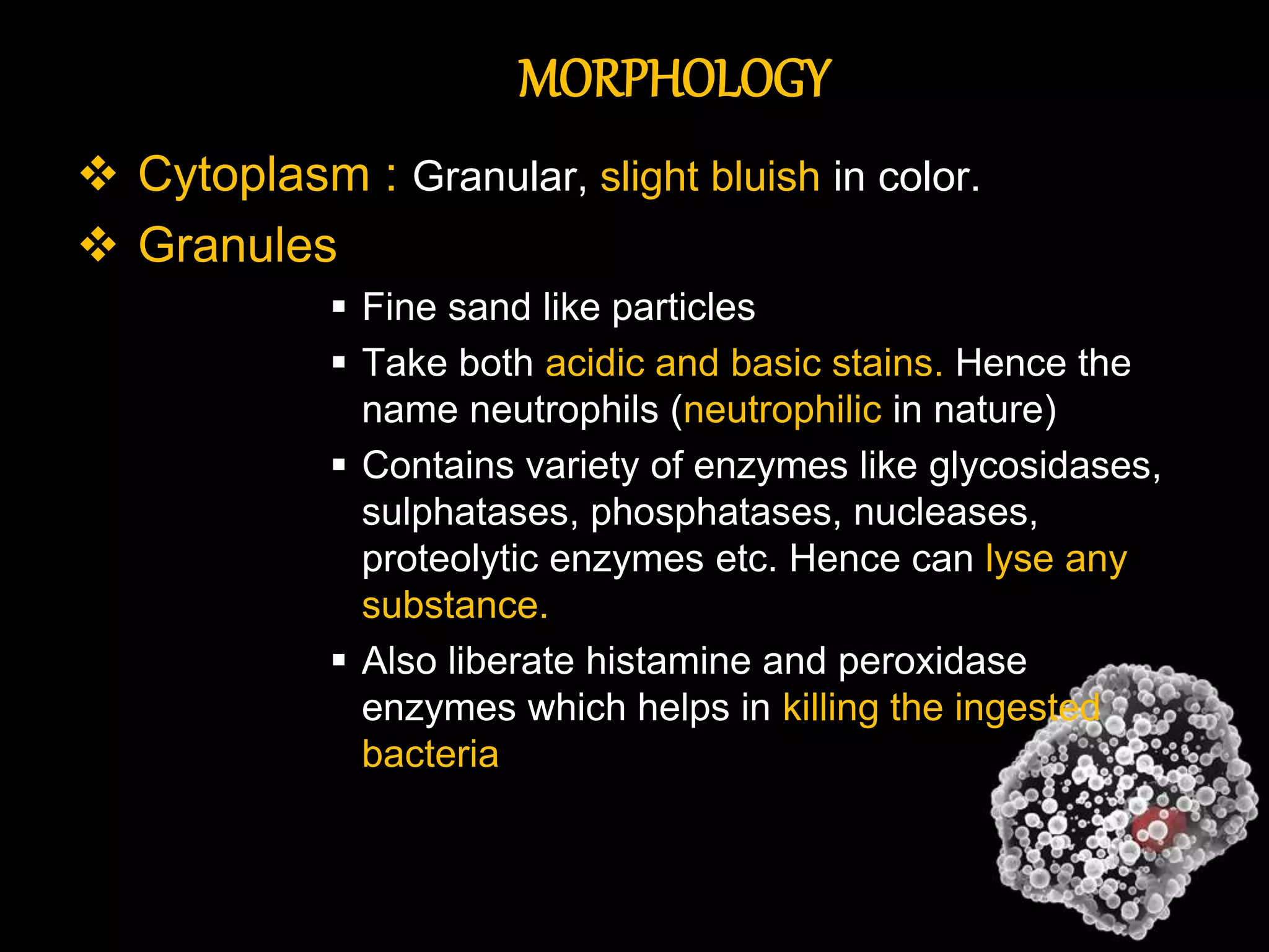 White blood cells - morphology, functions and variations | PPTX | Blood ...