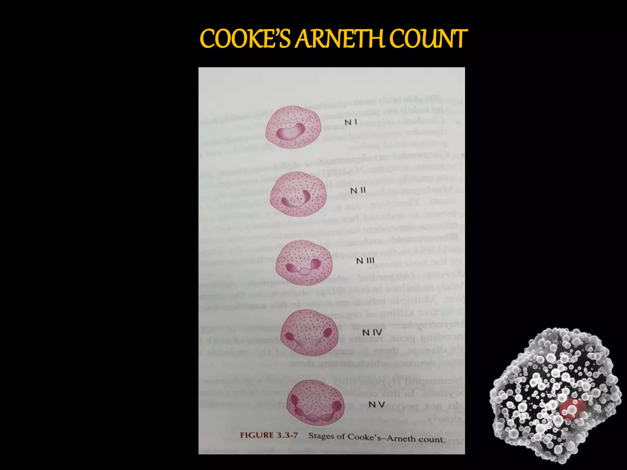 White blood cells - morphology, functions and variations | PPTX | Blood ...