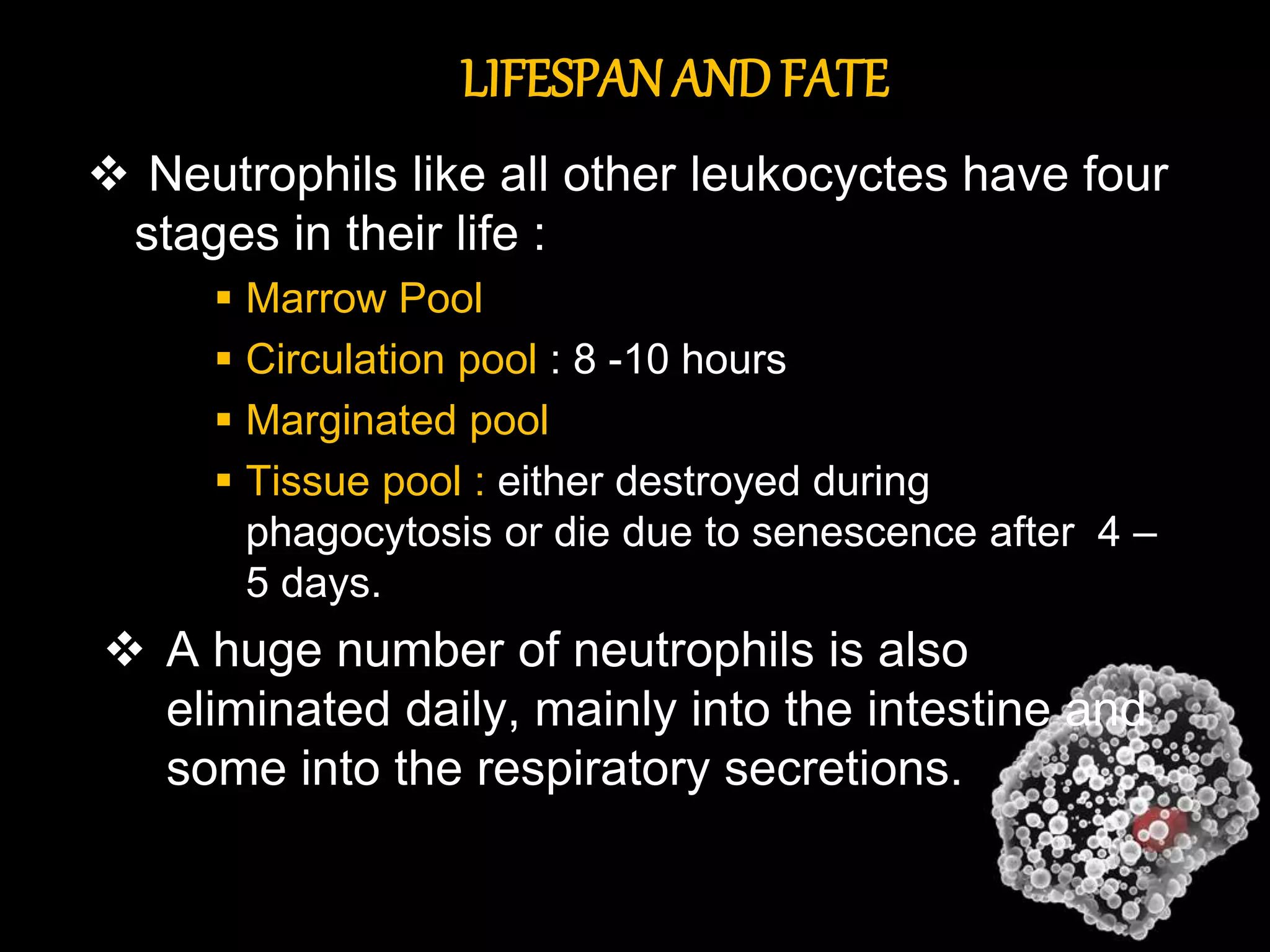 White blood cells - morphology, functions and variations | PPTX