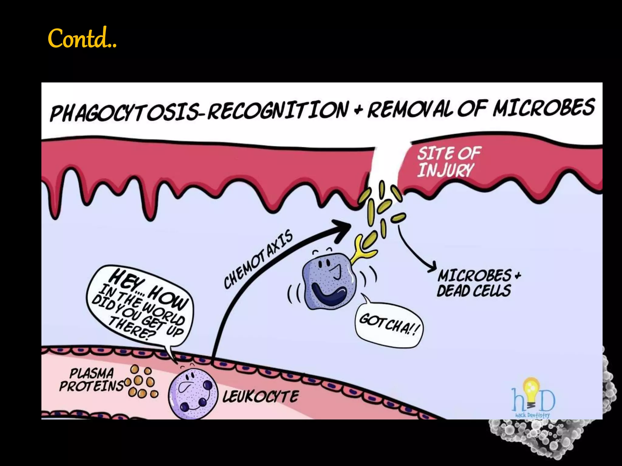 White blood cells - morphology, functions and variations | PPTX
