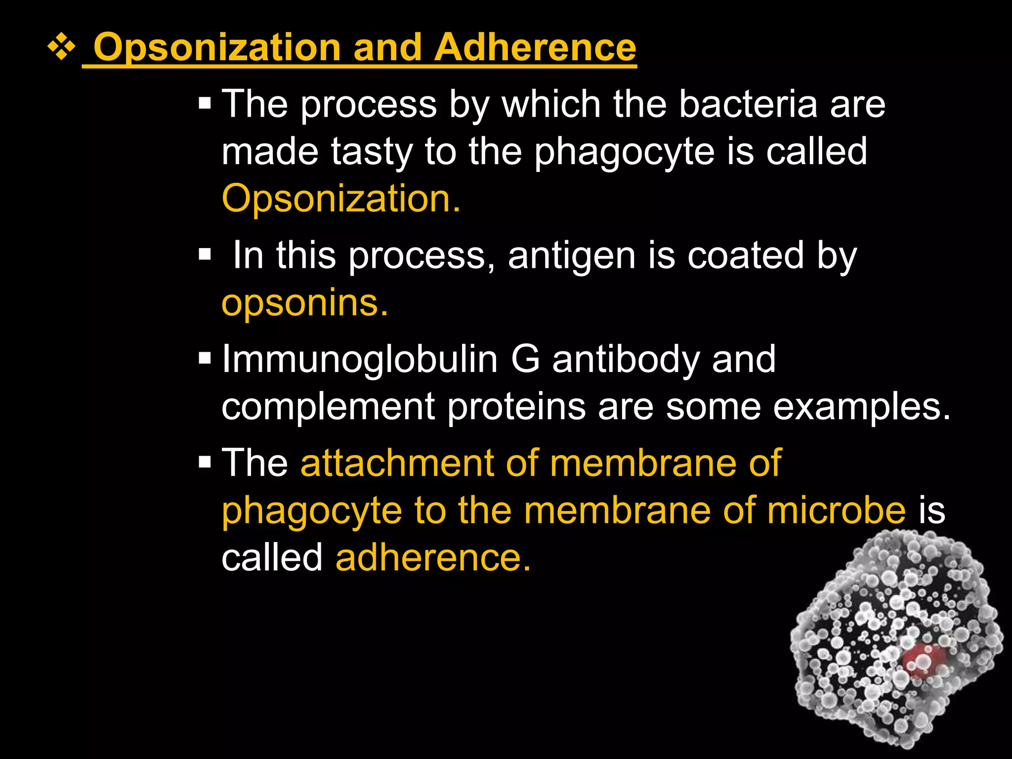 White blood cells - morphology, functions and variations | PPTX