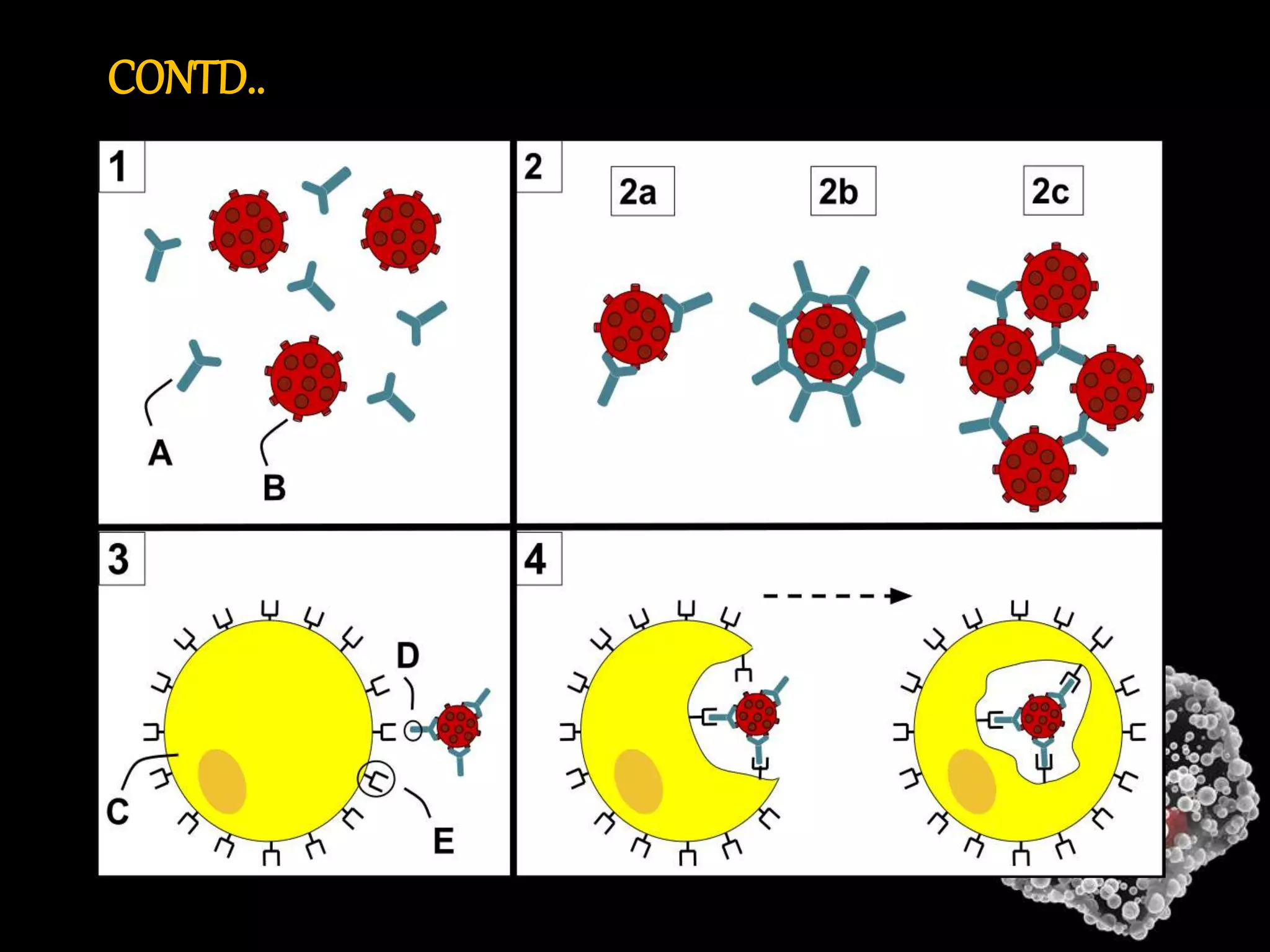 White blood cells - morphology, functions and variations | PPTX