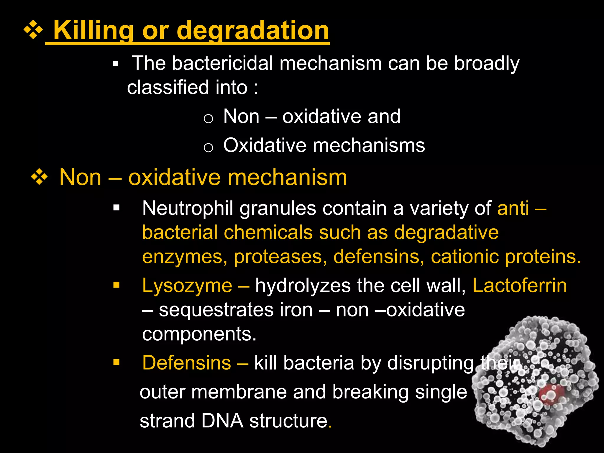 White blood cells - morphology, functions and variations | PPTX