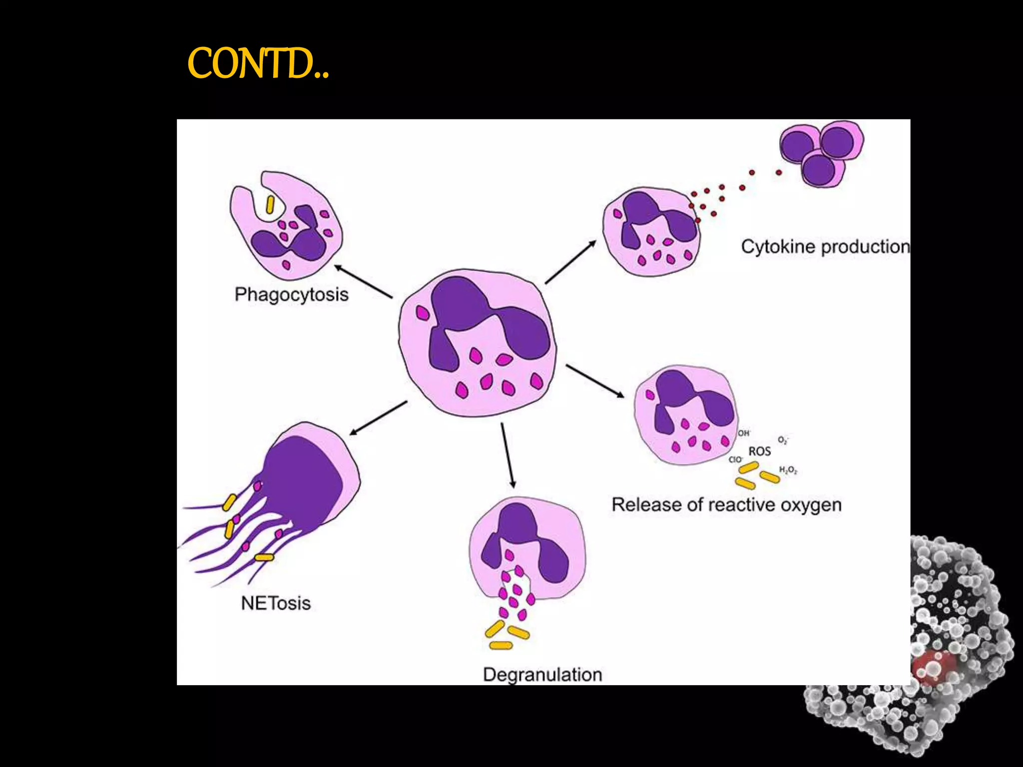 White blood cells - morphology, functions and variations | PPTX