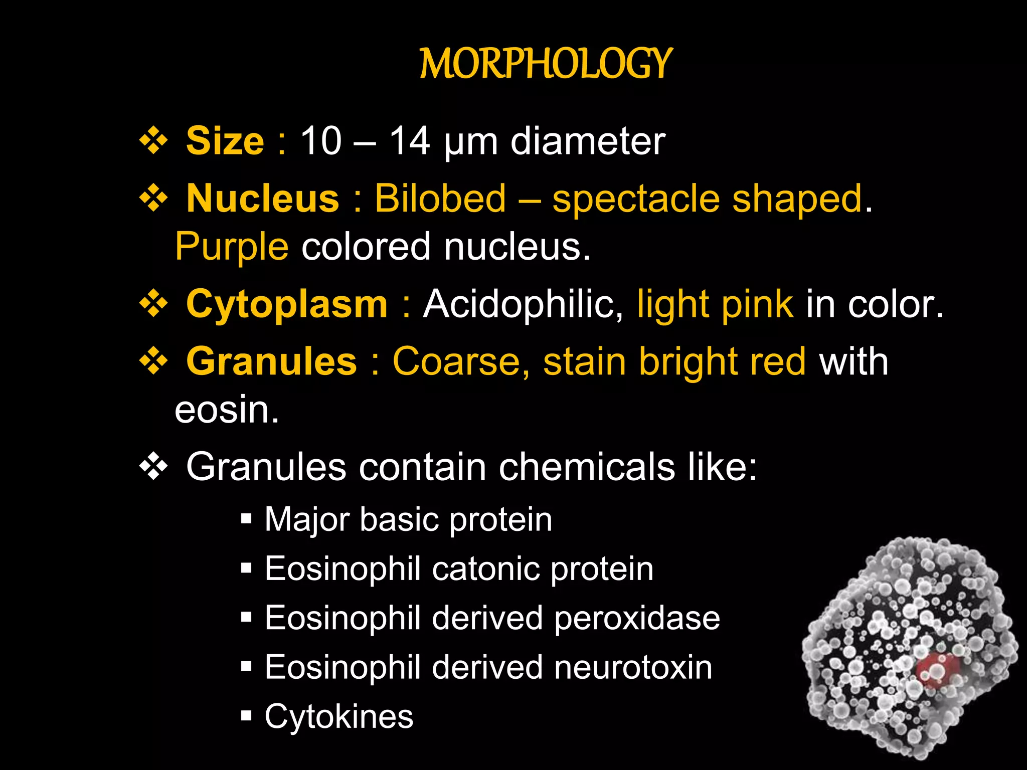 White blood cells - morphology, functions and variations | PPTX