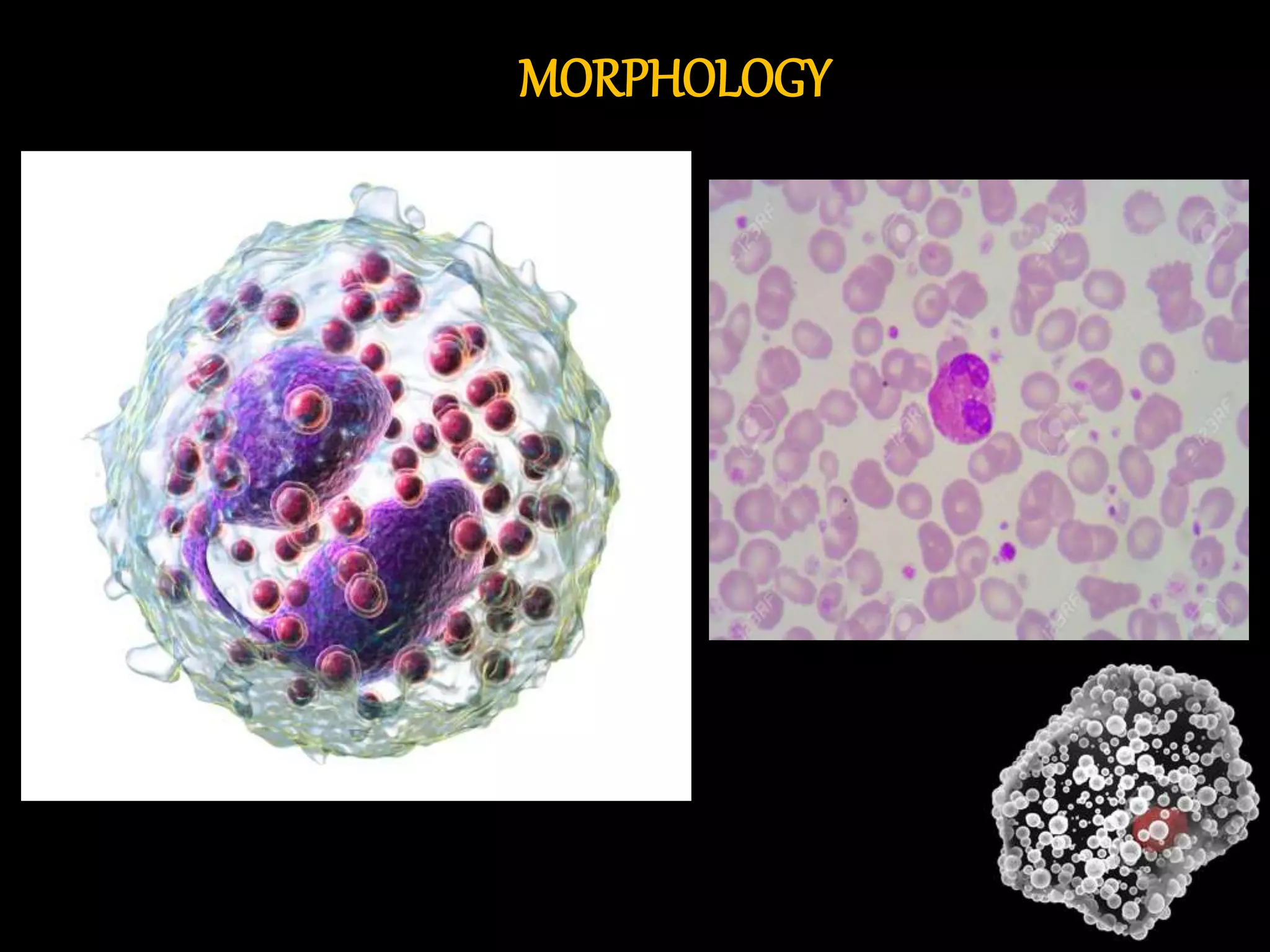 White blood cells - morphology, functions and variations | PPTX | Blood ...