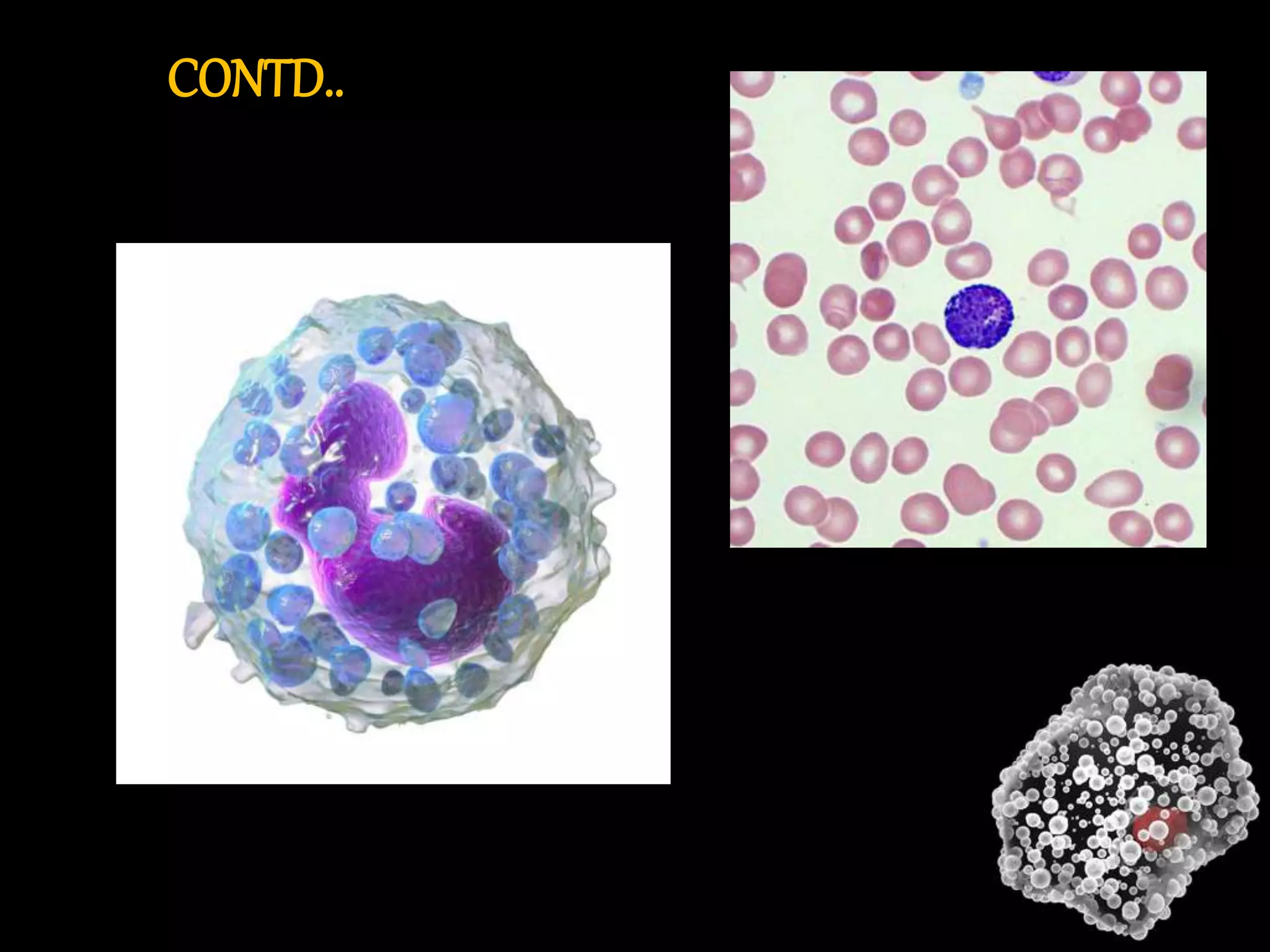 White blood cells - morphology, functions and variations | PPTX