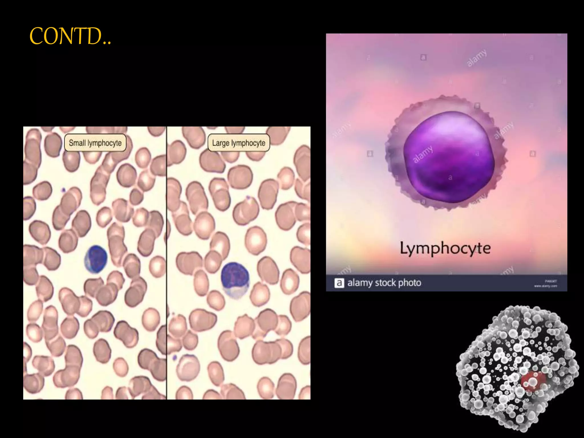 White blood cells - morphology, functions and variations | PPTX | Blood ...