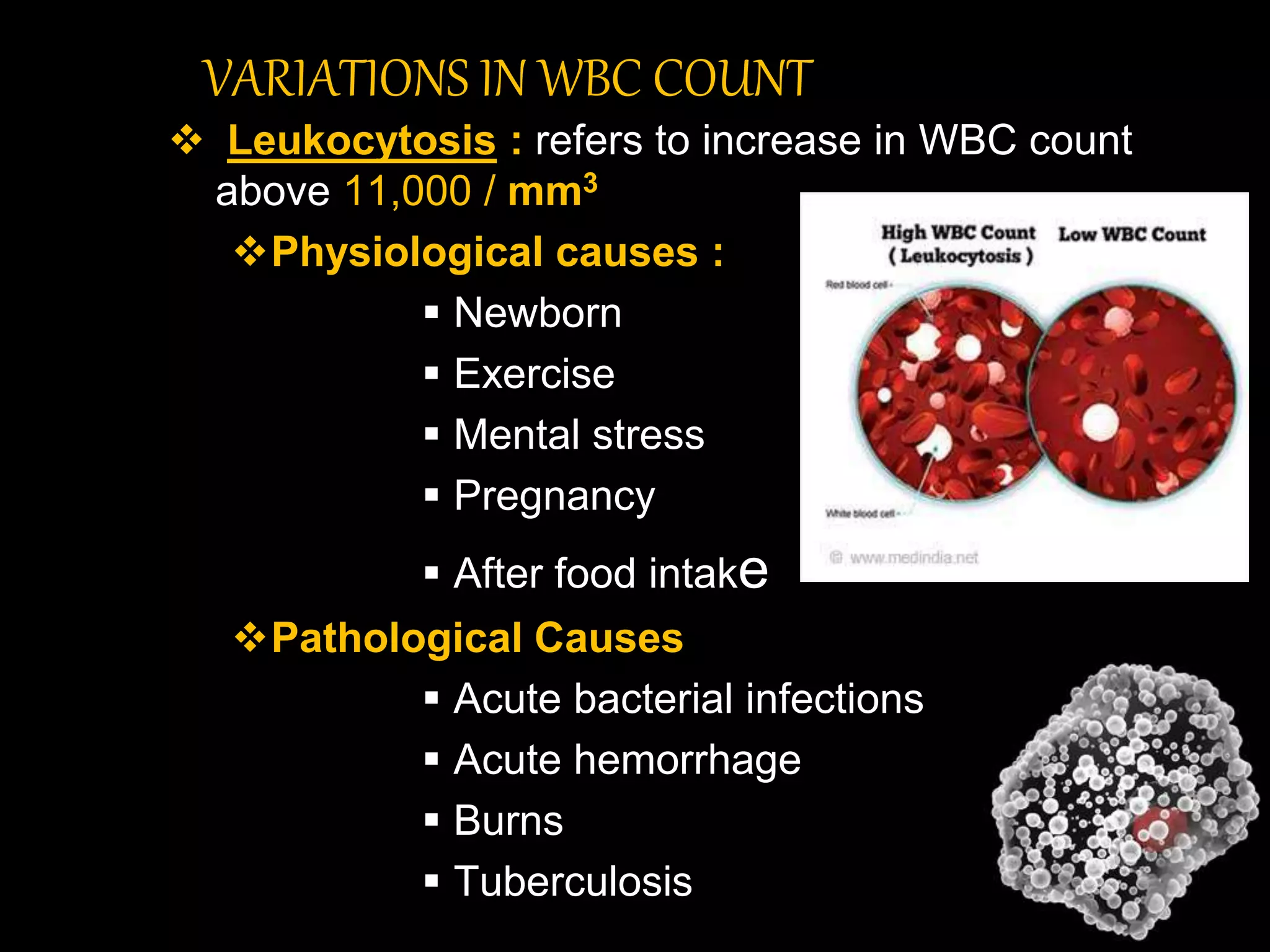 White blood cells - morphology, functions and variations | PPTX | Blood ...