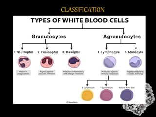 White blood cells - morphology, functions and variations | PPTX