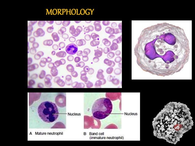 White blood cells - morphology, functions and variations | PPTX | Blood ...