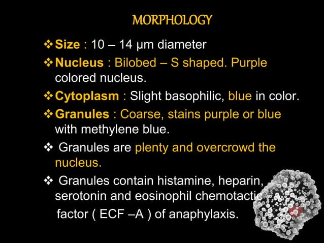 White blood cells - morphology, functions and variations | PPTX | Blood ...