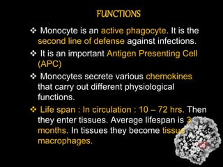 White blood cells - morphology, functions and variations | PPTX