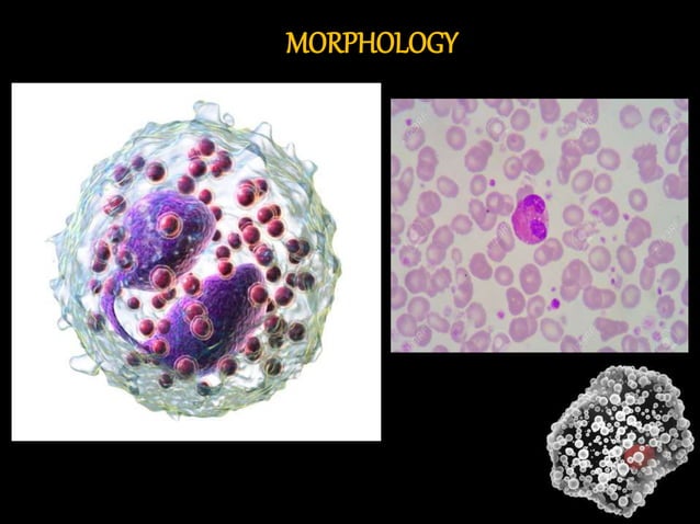 White blood cells - morphology, functions and variations