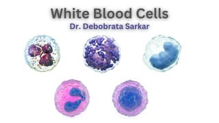 White Blood cells.pdf