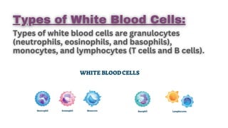 White Blood cells.pdf