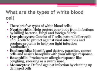 White Blood Cells.pptx