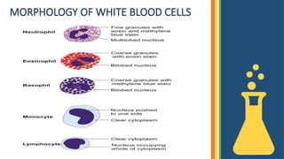 White Blood Cells- MORPHOLOGY, FUNCTIONS AND FORMATION | PPTX