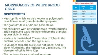 White Blood Cells- MORPHOLOGY, FUNCTIONS AND FORMATION | PPTX