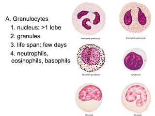 White blood cells 1.ppt