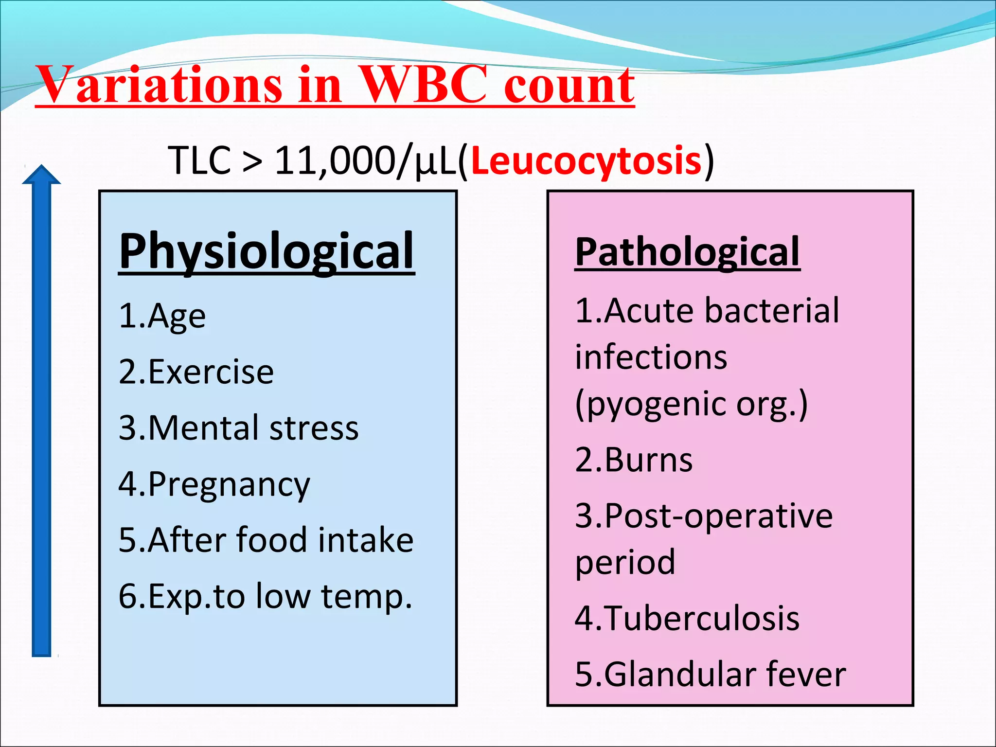 White blood cells | PPT