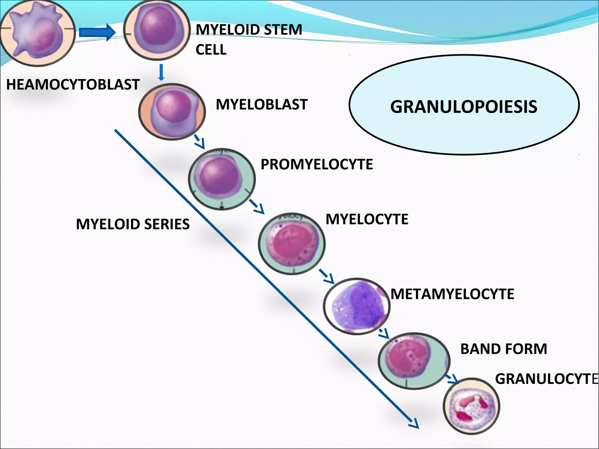 White blood cells | PPT