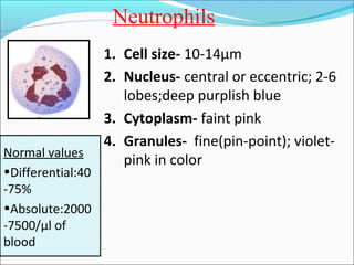 White blood cells | PPT