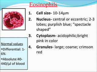 White blood cells | PPT