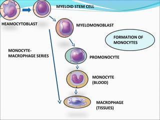 White blood cells | PPT