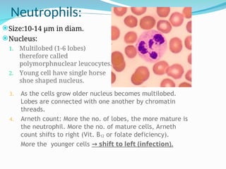 white blood cells, dosrders, splenomegaly, lymphadenopathy kozak ...