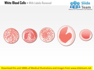 White blood cells medical images for power point | PPT